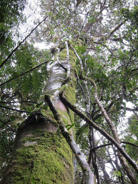 Rainforest Lianas | Project Noah