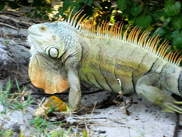 Green Iguana | Project Noah