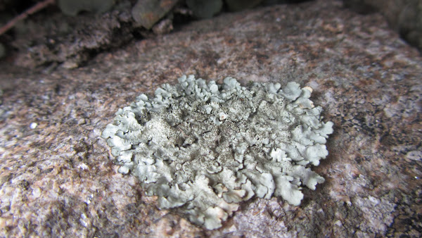 Shield lichen | Project Noah