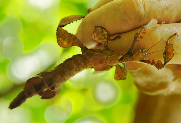 Giant Prickly Stick Insect | Project Noah