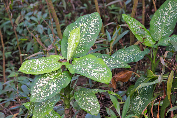 Dumb cane | Project Noah