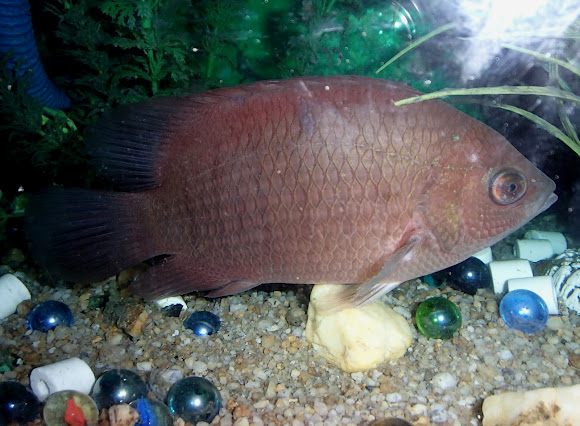 Malayan Leaffish | Project Noah