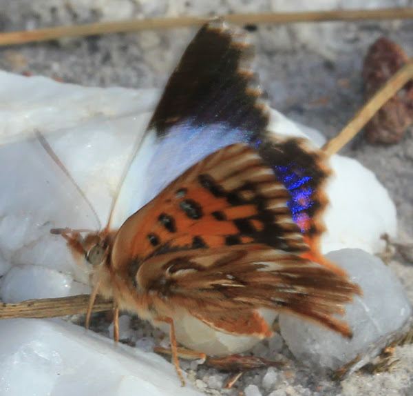 Dark opal | Project Noah