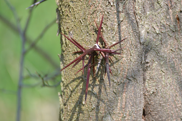 Honey locust | Project Noah