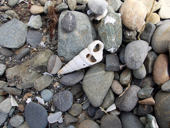 NZ common turret seashells | Project Noah