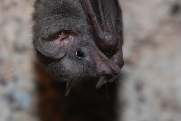 Mexican Long-tongued Bat | Project Noah