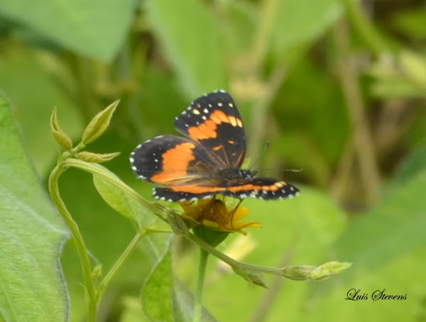 Bordered Patch | Project Noah