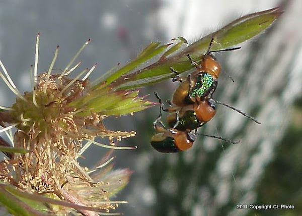 Iridescent Leaf Cylinder Beetle | Project Noah