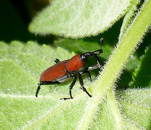 Red Weevil | Project Noah