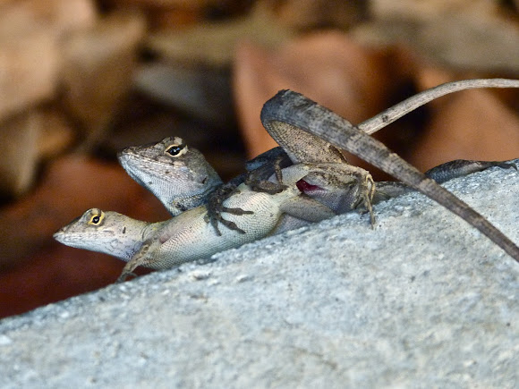 Brown anoles (mating) | Project Noah