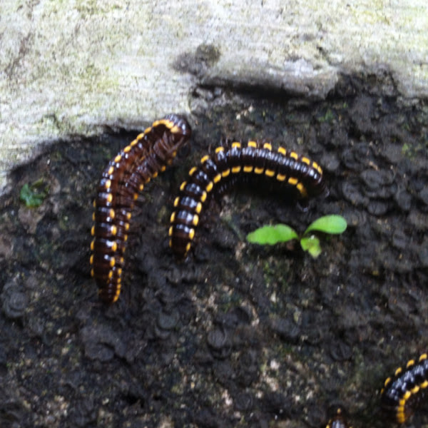 Cyanide Millipede | Project Noah