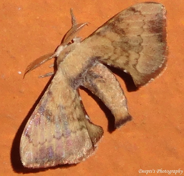 Bombycid Silk Moth | Project Noah