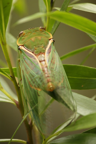 green grocer cicada | Project Noah