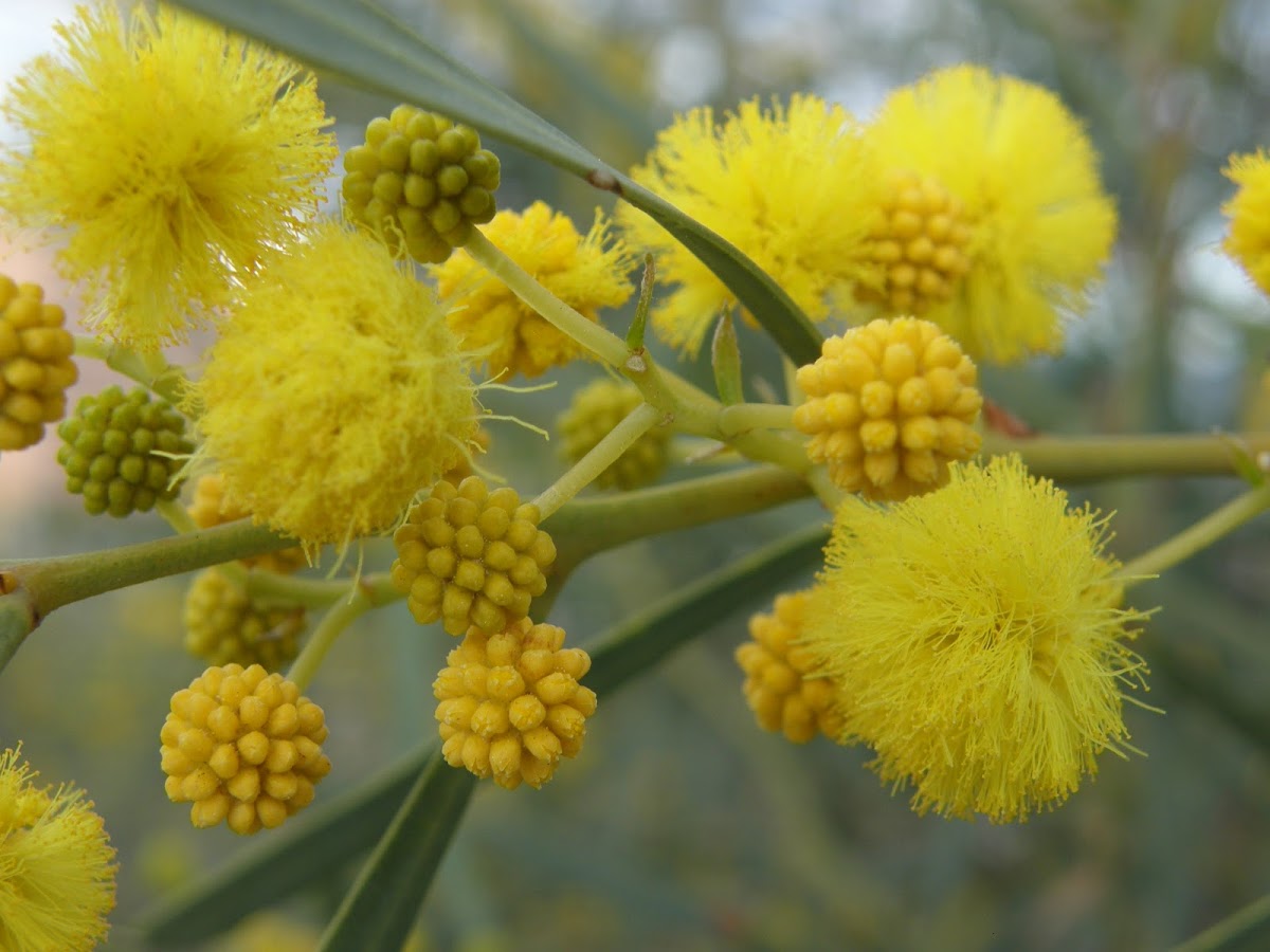 Acacia saligna | Project Noah