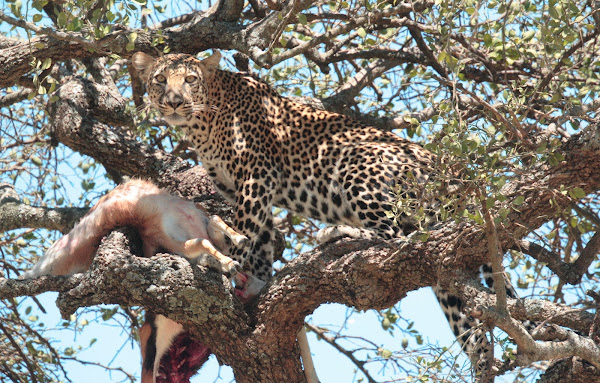 Leopard | Project Noah