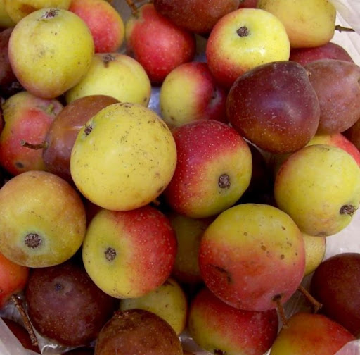 Sorbusi - oskoruša, jarebika, mukinja, brekinja - Zemljani