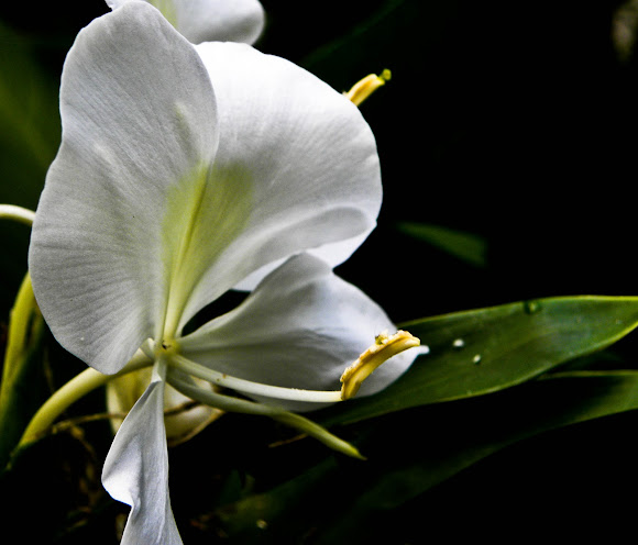 White ginger lily | Project Noah