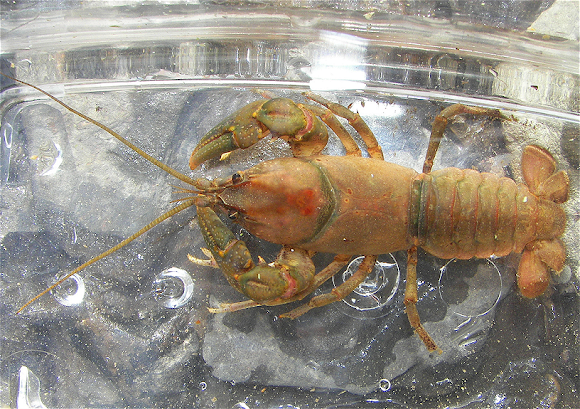 Common Crayfish | Project Noah