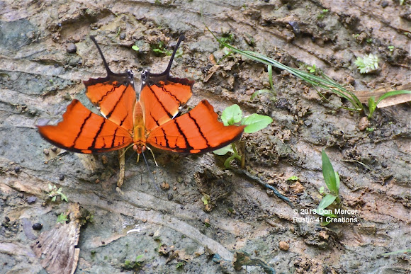 Ruddy daggerwing | Project Noah