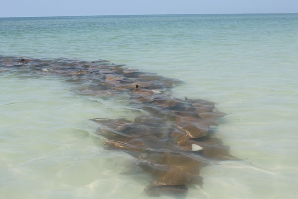Stingray | Project Noah