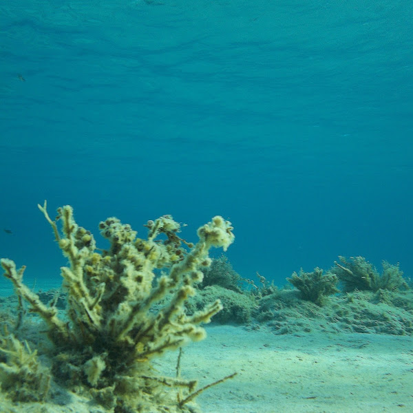 Greek Marine Life Mapping | Project Noah