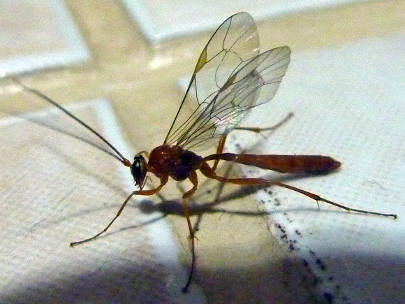 Yellow Ophion | Project Noah