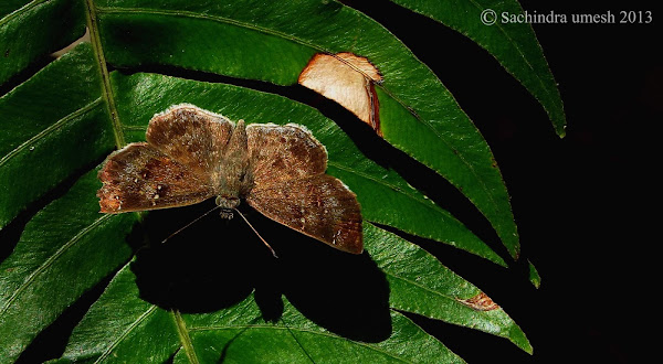 Common Small Flat | Project Noah