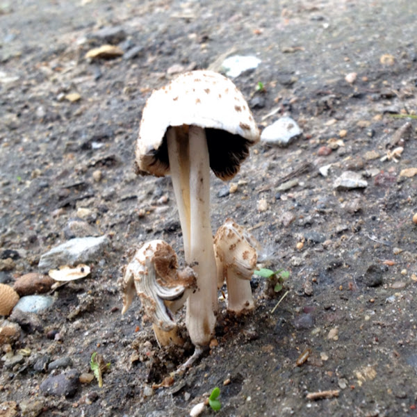 Coprinellus | Project Noah