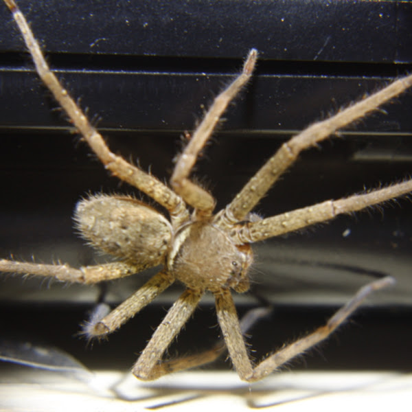 Brown huntsman spider | Project Noah