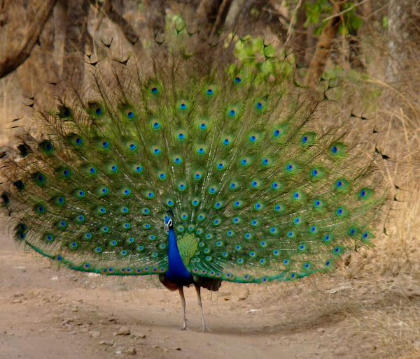 Indian Peafowl | Project Noah