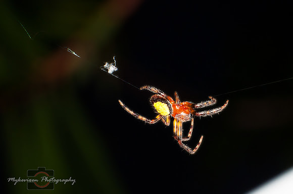 tropical orb weaver | Project Noah