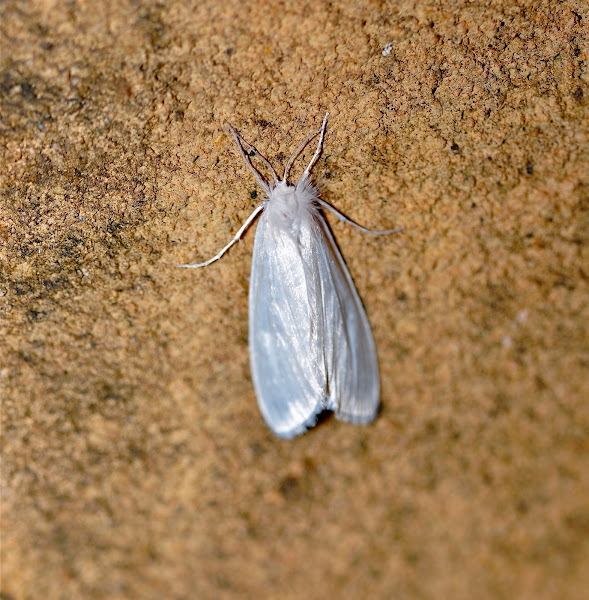 Moth | Project Noah