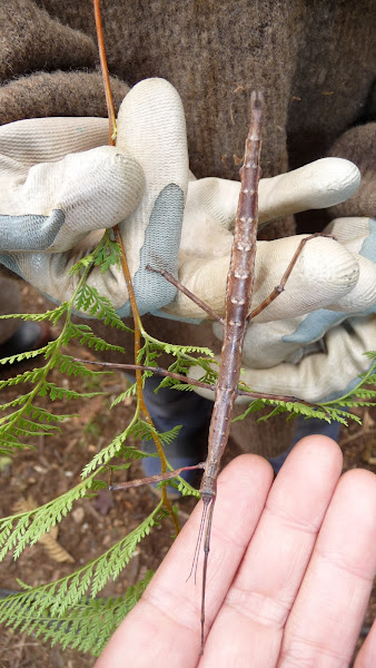 Stick insect | Project Noah