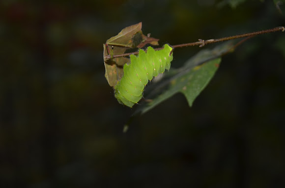 Luna Moth Larvae | Project Noah