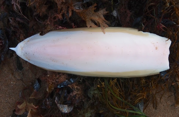 Cuttlebone | Project Noah