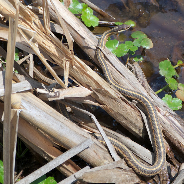Common Ribbonsnake | Project Noah