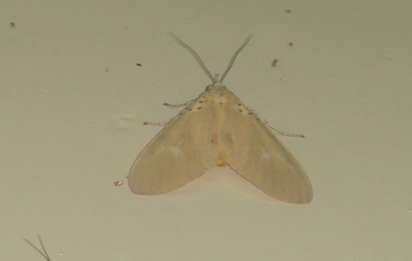 Asota moth | Project Noah