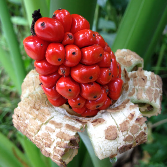 Elephant Ear | Project Noah