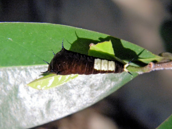 green-spotted triangle caterpillar | Project Noah