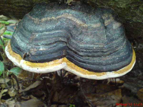 Red Banded Polypore | Project Noah