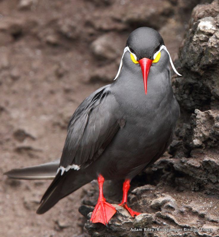 Inca Tern | Project Noah