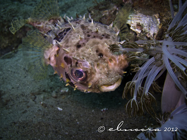 Birdbeak Burrfish, Spiny Blaasop | Project Noah