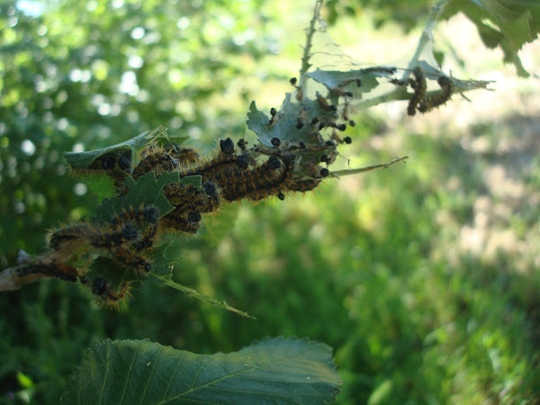 Large Tortoiseshell Caterpillars / Veliki koprivar (gusjenice ...