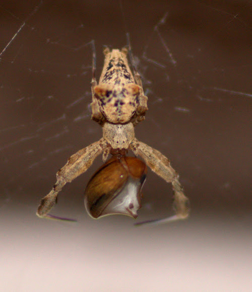 Feather legged spider | Project Noah