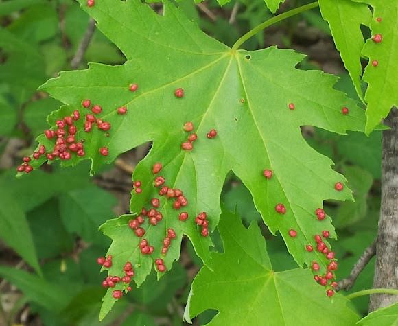 Maple Gall Mites | Project Noah