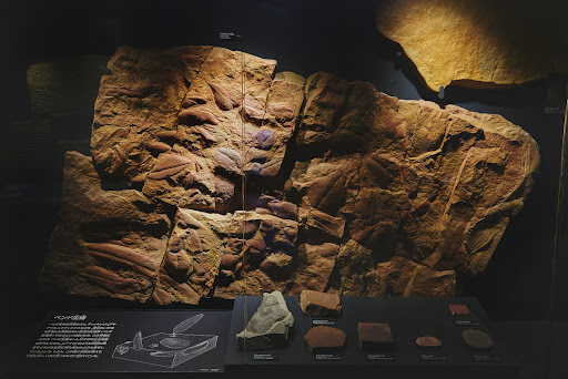 Pteridinium simplex — Google Arts & Culture