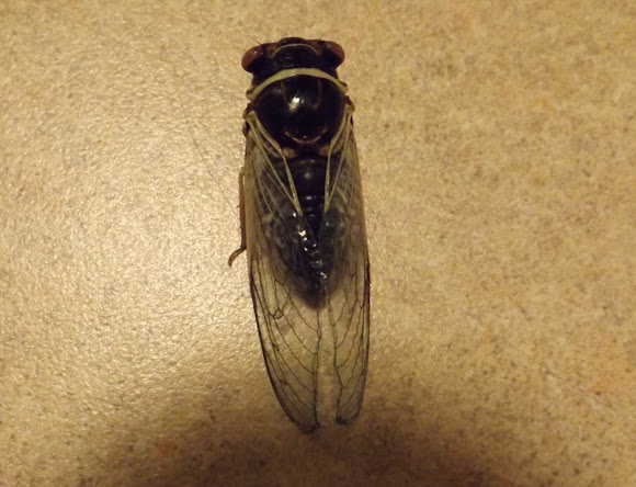 Apache Cicada | Project Noah