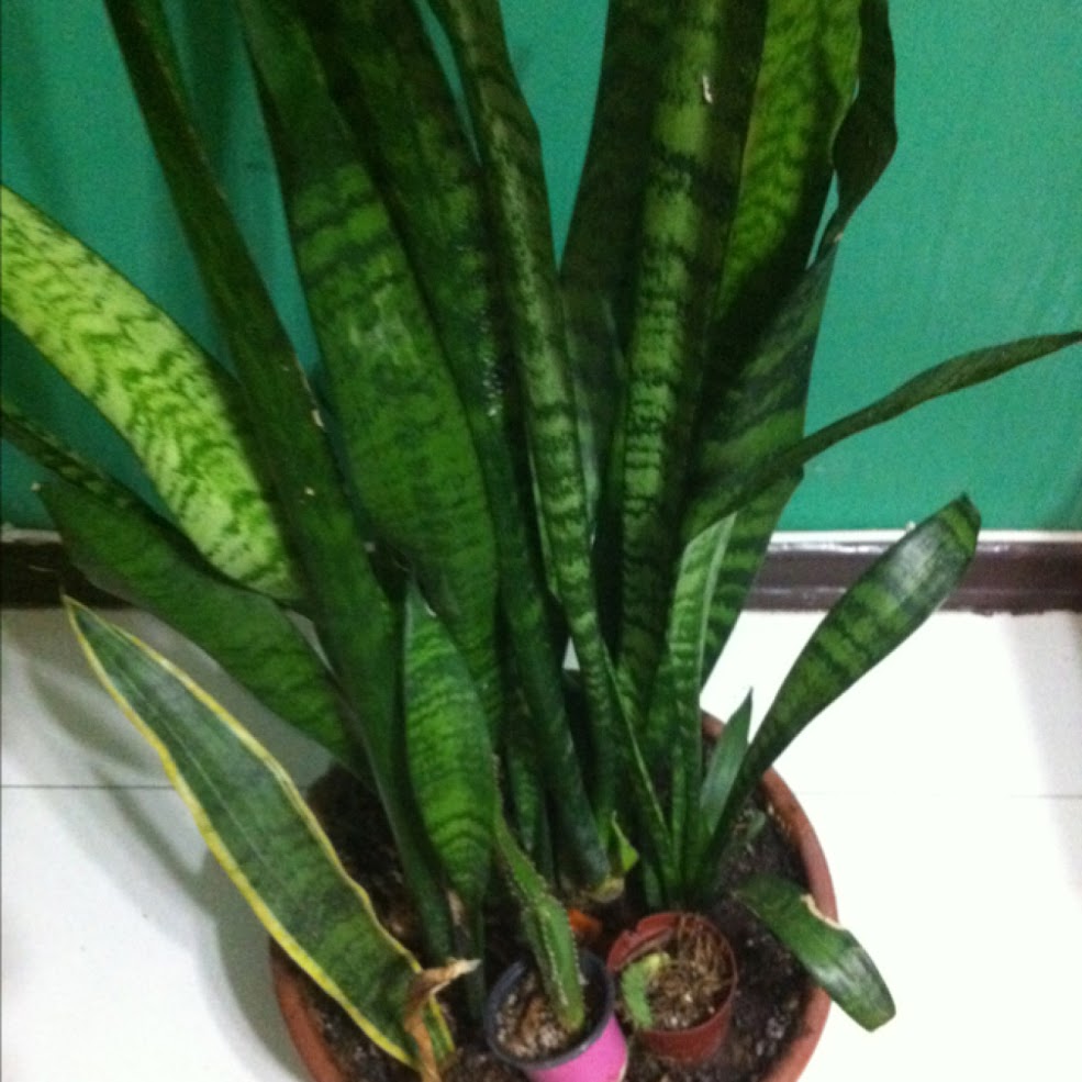 Espada de São Jorge, Snake Plant | Project Noah