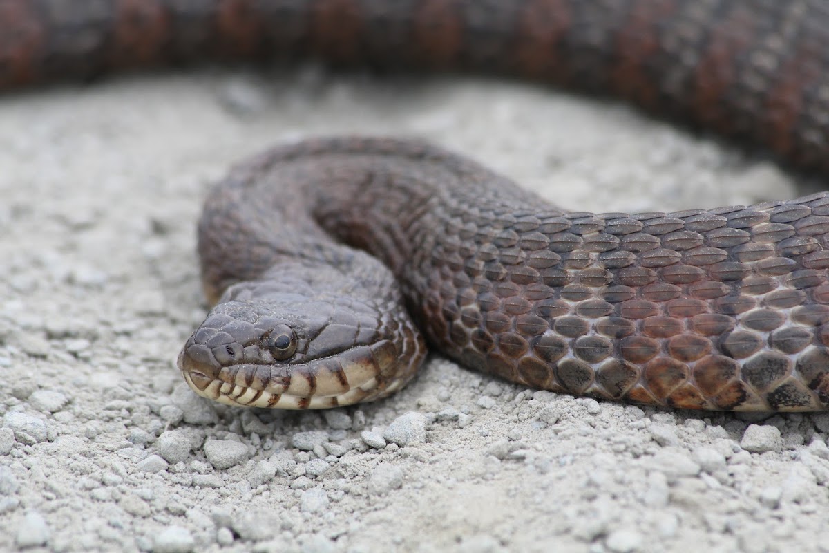 Northern water snake | Project Noah