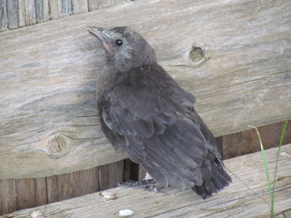 Common Grackle (Juvenile) | Project Noah